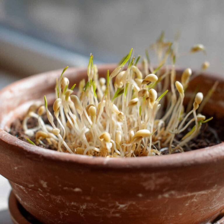 19 Growing Grains at Home Ideas (No Big Yard Needed)