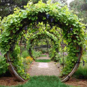15 Easy and Beautiful Ground-Level Grape Arbor Ideas for Any Garden ...