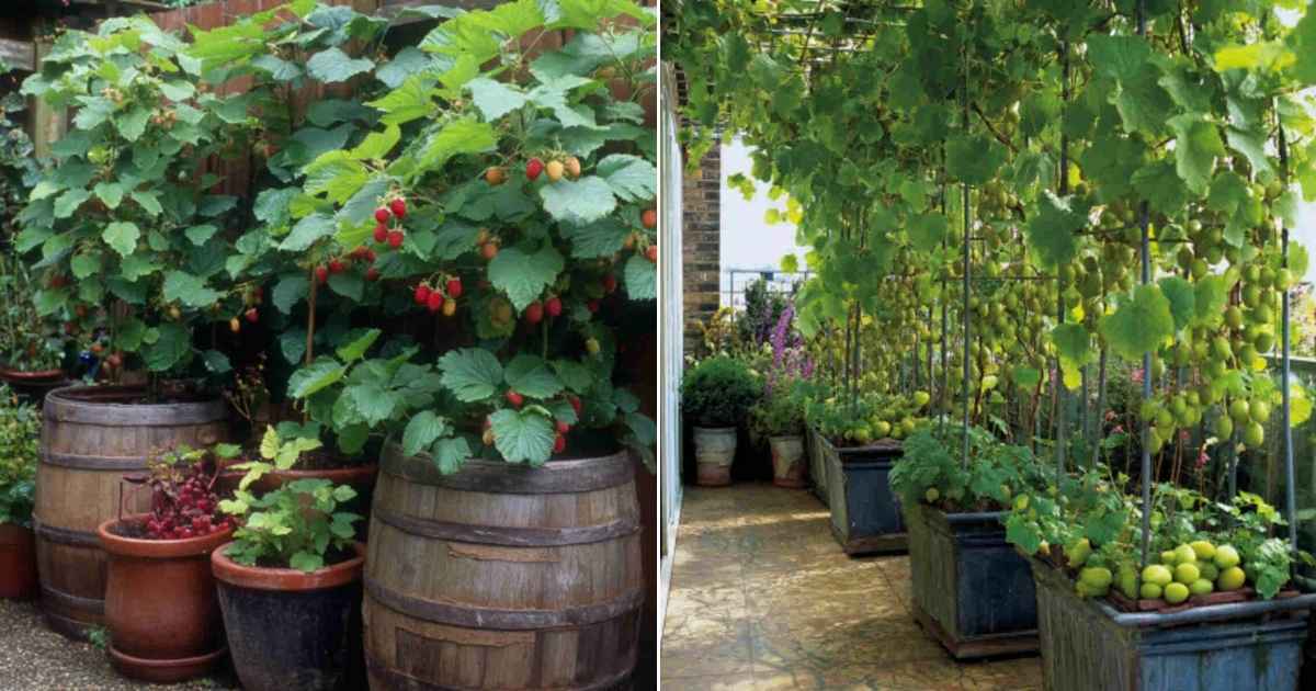 15 Fruit Garden Ideas for Patio Containers That Actually Work