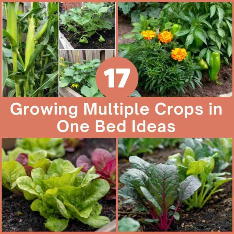 17 Genius Growing Multiple Crops in One Bed Ideas