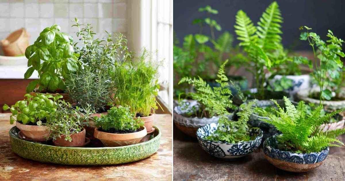 12 Beautiful Growing Plants in Shallow Dishes Ideas for Small Homes