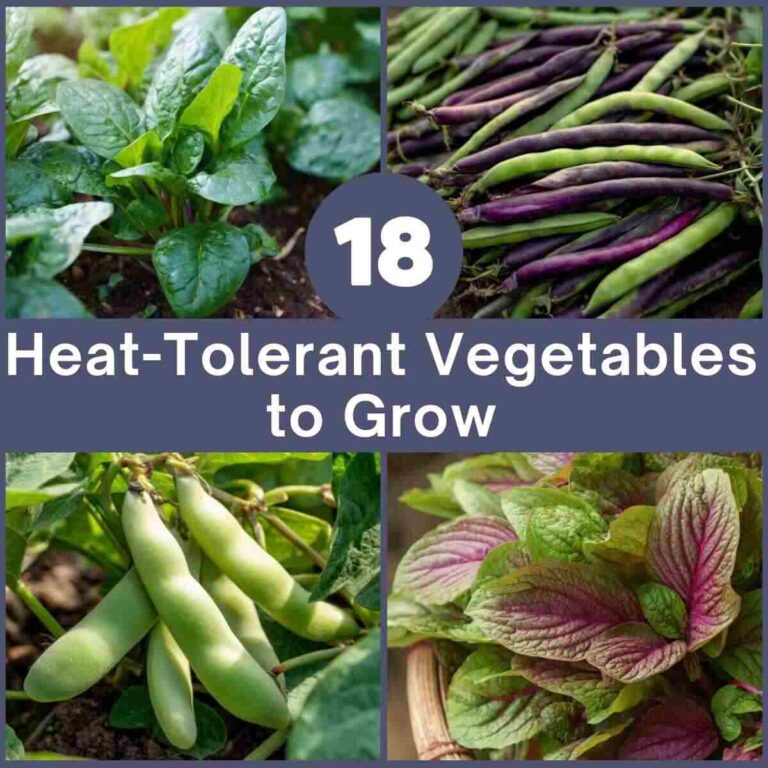18 Heat-Tolerant Vegetables That Thrive in Summer Heat