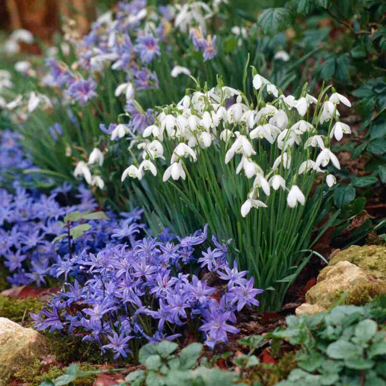 10 Bulb Layering in Flower Beds Ideas for Endless Spring Blooms