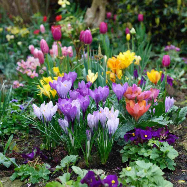 10 Bulb Layering in Flower Beds Ideas for Endless Spring Blooms