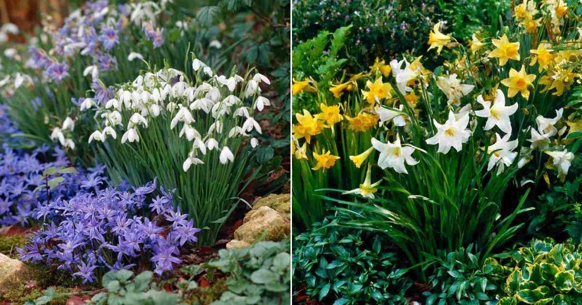10 Bulb Layering in Flower Beds Ideas for Endless Spring Blooms