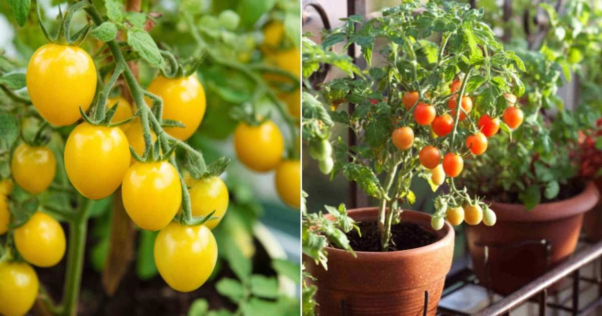 10 Miniature Tomato Varieties That Thrive in Small Spaces