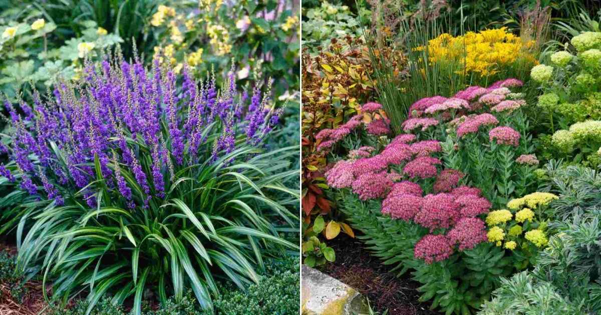23 Hardy Evergreen Perennials