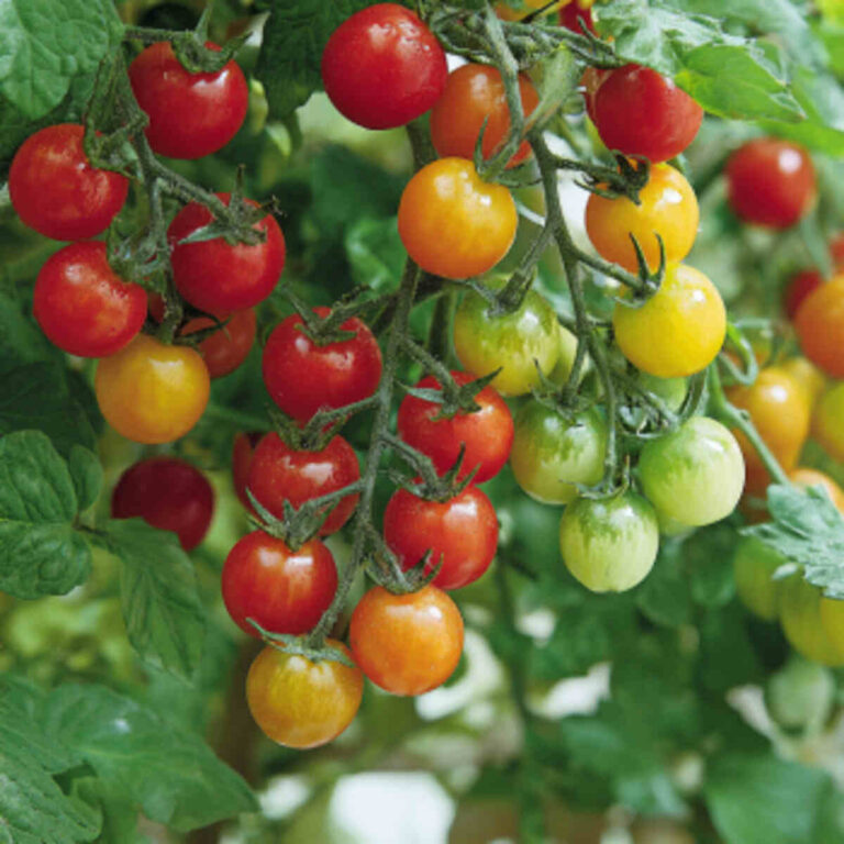 10 Miniature Tomato Varieties That Thrive in Small Spaces