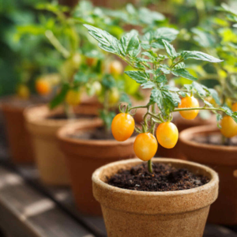 10 Miniature Tomato Varieties That Thrive in Small Spaces