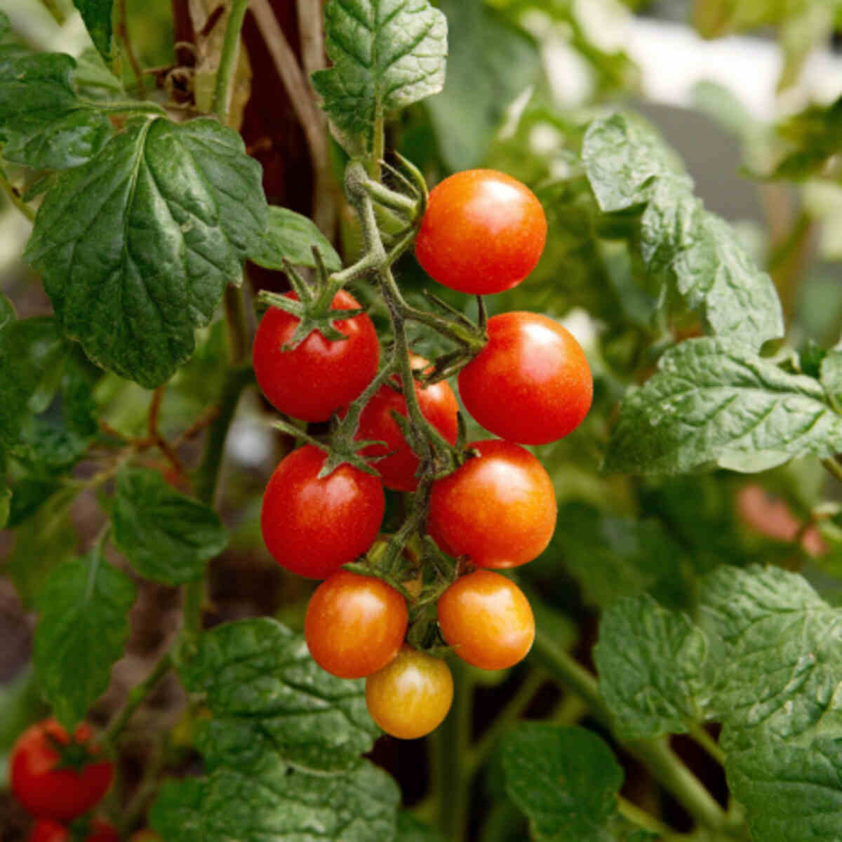 10 Miniature Tomato Varieties That Thrive in Small Spaces