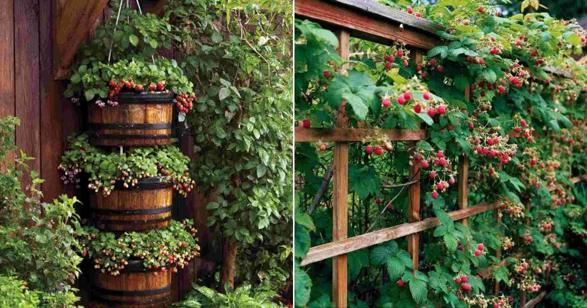 12 Vertical Berry Growing Ideas That Save Tons of Space