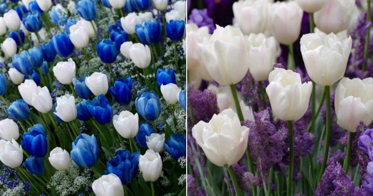 15 Indoor Color Tulip Bed Ideas You’ll Fall in Love With